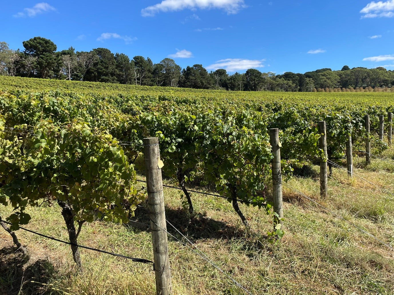 Quealy: New Release Pinots – International Fine Wines