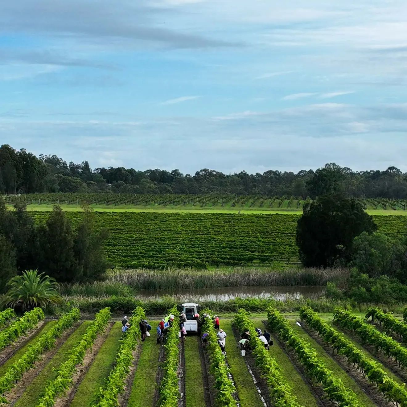 Thomas Wines – International Fine Wines