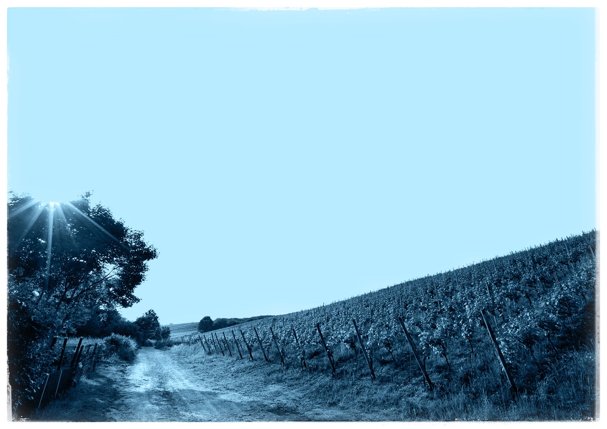 Robert Weil: 2021 Rieslings – International Fine Wines